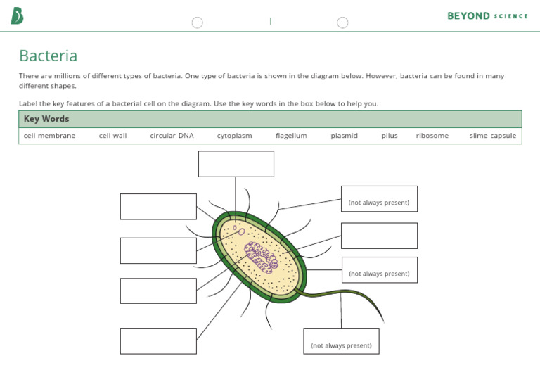 Bacterial Cell Features Diagram Guide | PDF