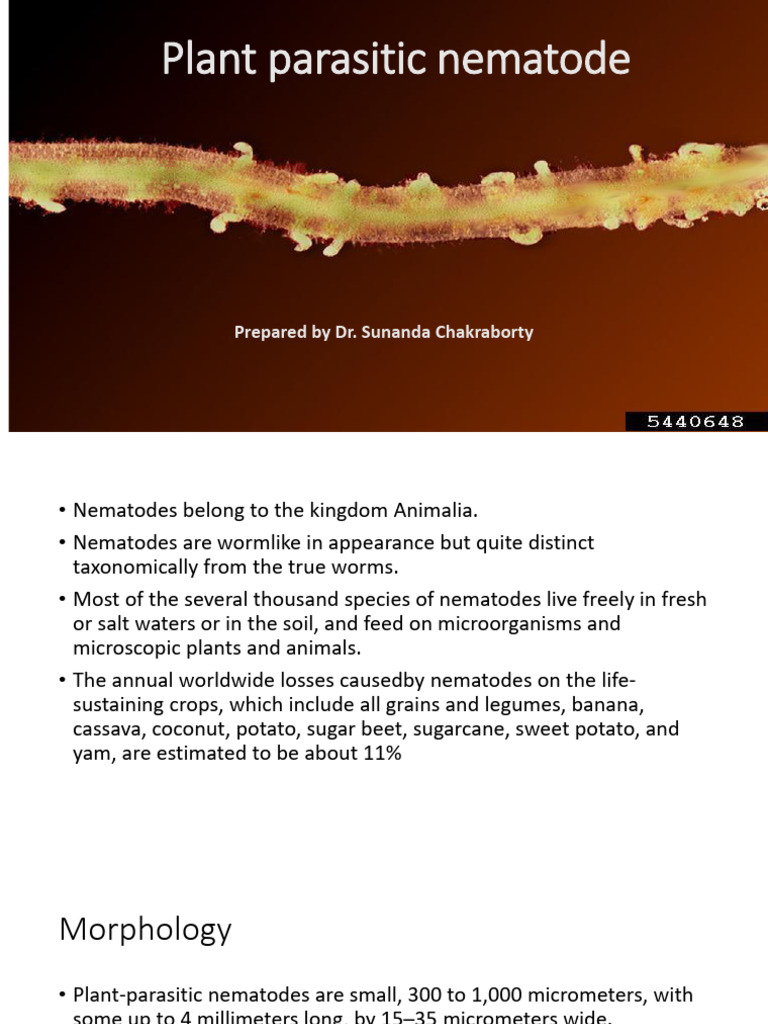 Nematode | PDF | Branches Of Botany | Botany