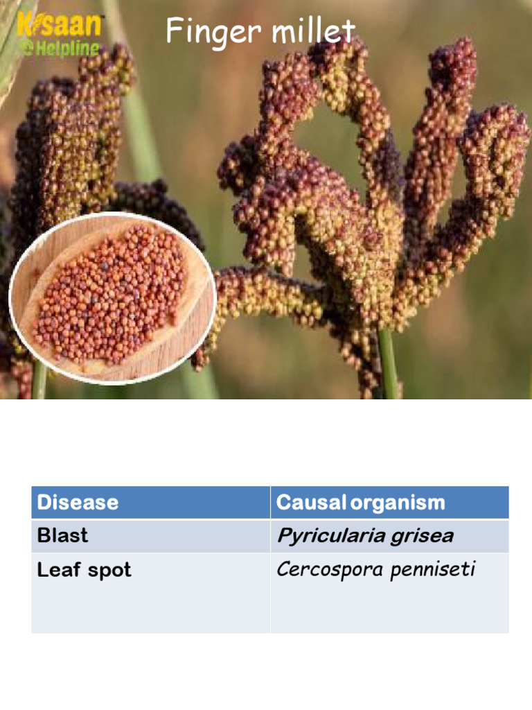 Finger Millet Disease Overview: Blast & Leaf Spot | PDF | Plants | Botany