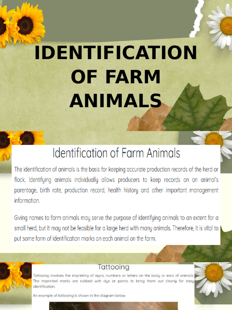 Identification of Animals | PDF