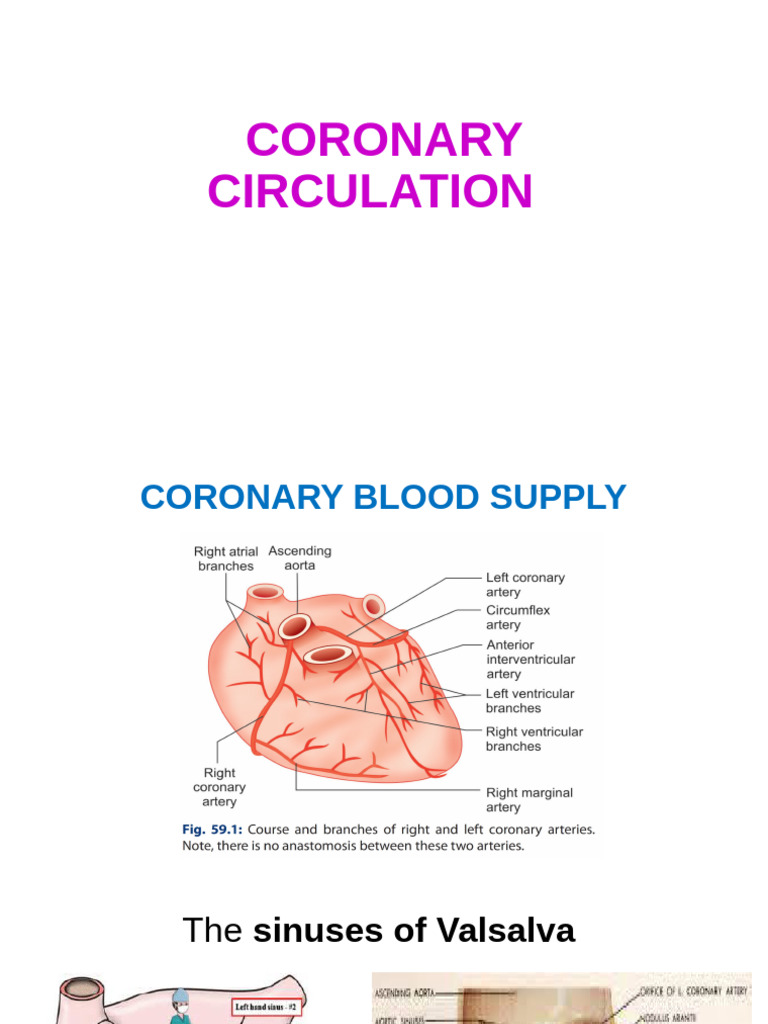 Coronary Circulation | PDF | Coronary Circulation | Myocardial Infarction