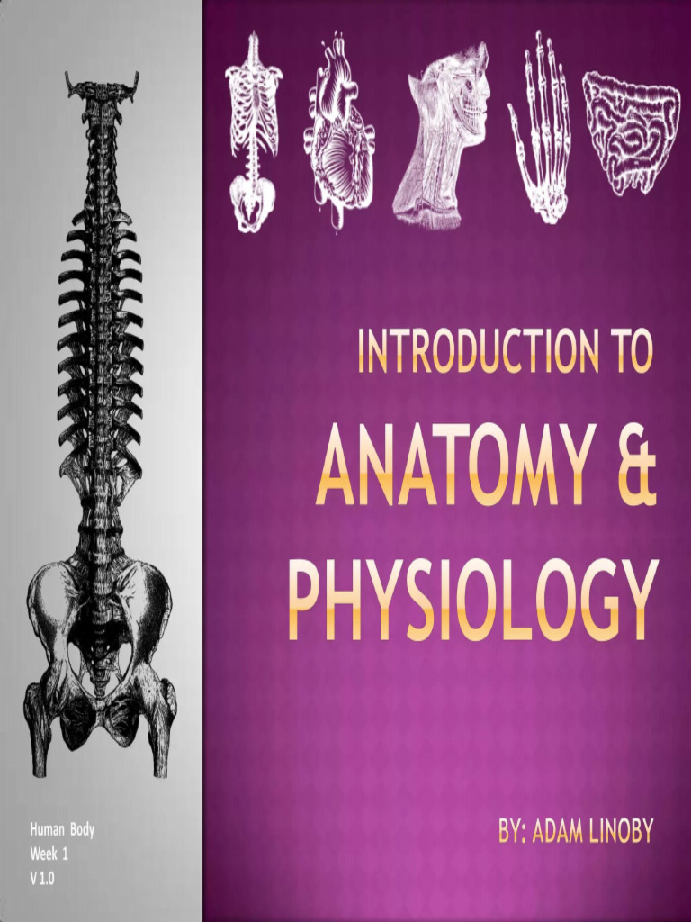 Human Anatomy and Physiology 1 | PDF
