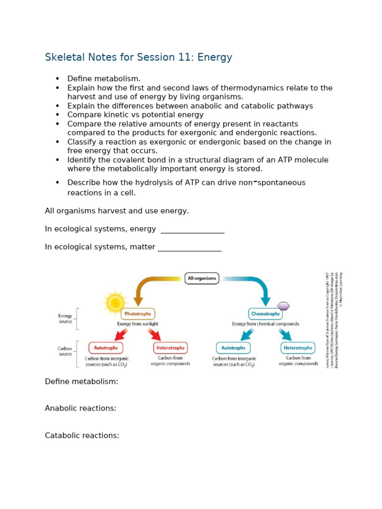 Energy Metabolism and Thermodynamics Explained | PDF