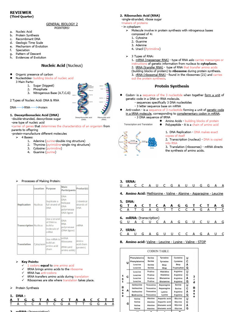 Biology - Nucleic Acid Protein Synthesis Genetic Engineering | PDF ...