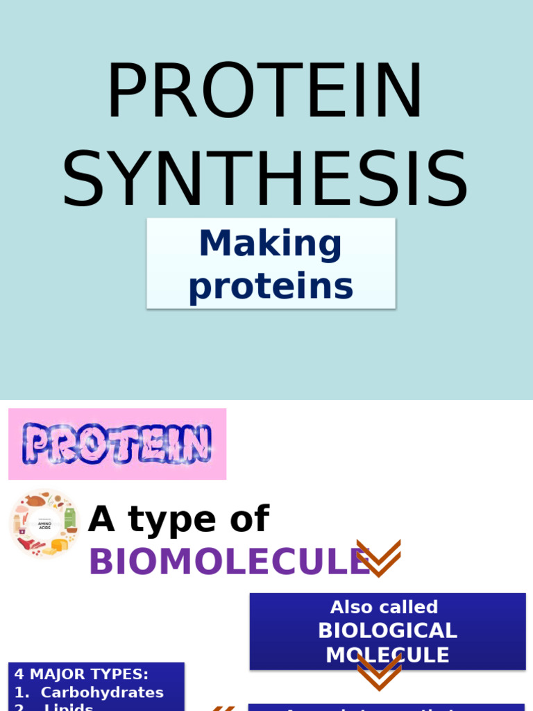 Understanding Protein Synthesis Process | PDF | Rna | Translation (Biology)