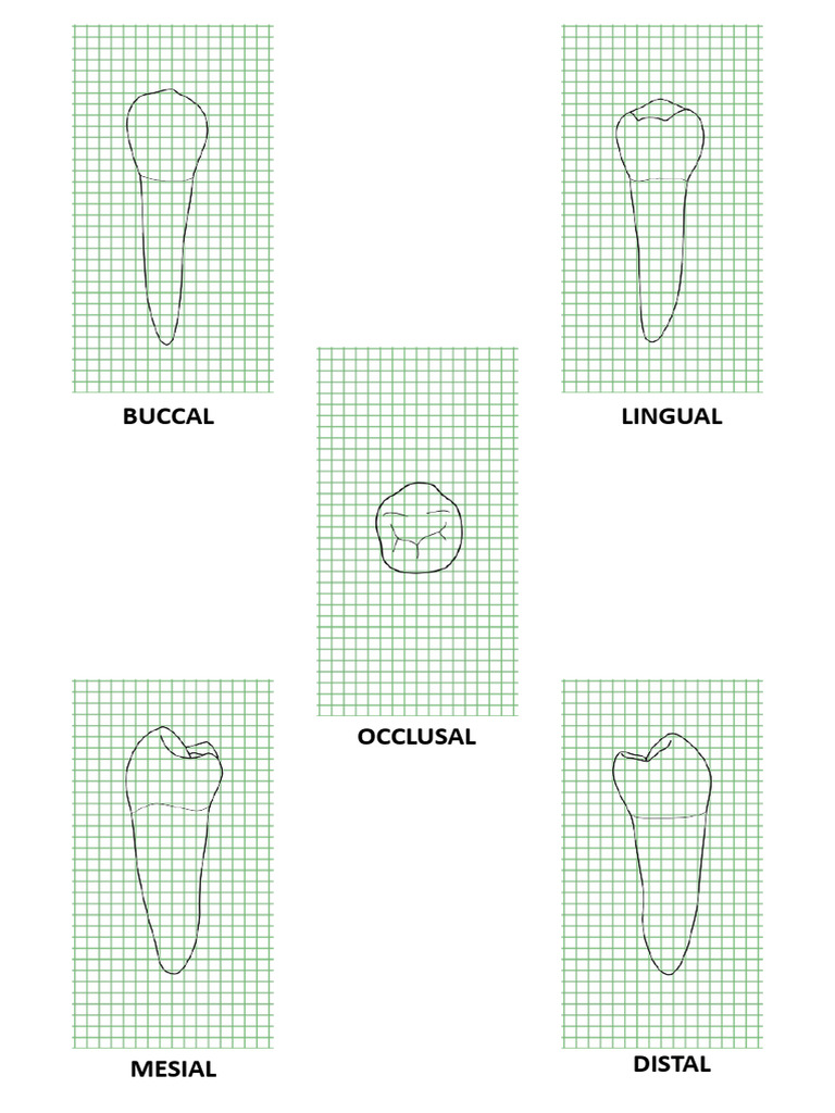 Mandibular Second Premolar | PDF