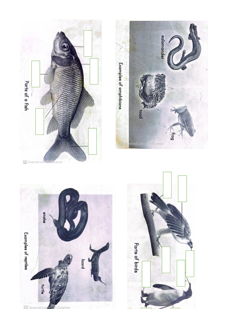 Science GRADE 1 | PDF