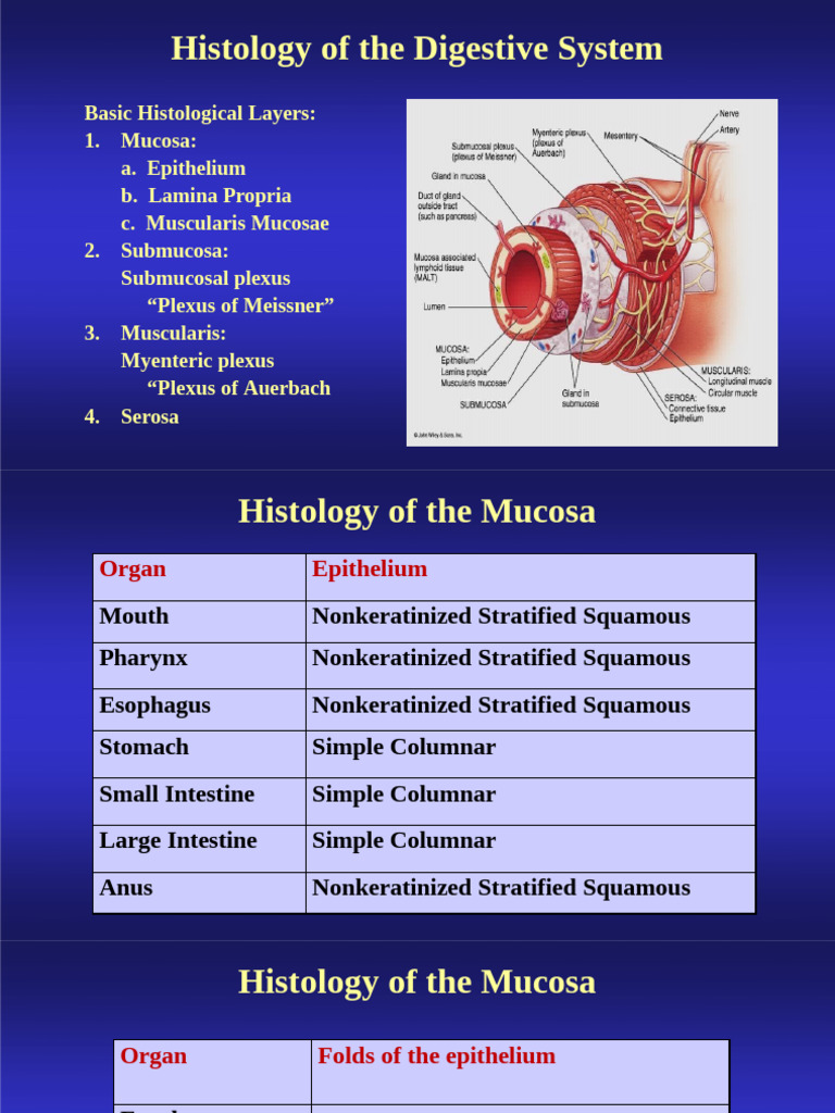 UNIT 08. Digestive Tissues | PDF | Stomach | Gastrointestinal Tract
