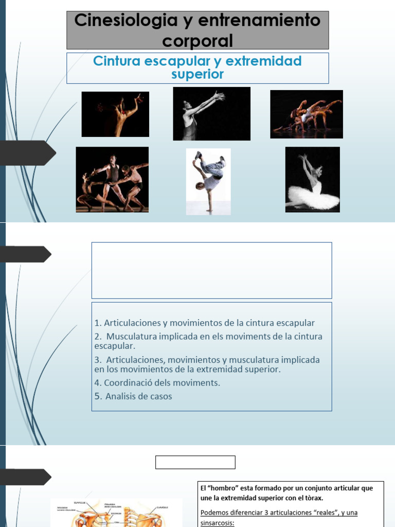 Tema 2-EESS cintura escapular y glenohumeral | PDF | Hombro | Anatomía humana
