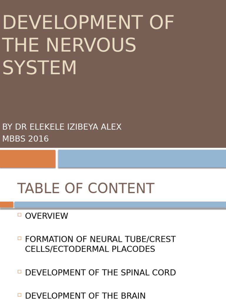 Development of The Nervous System | PDF | Nervous System | Brainstem