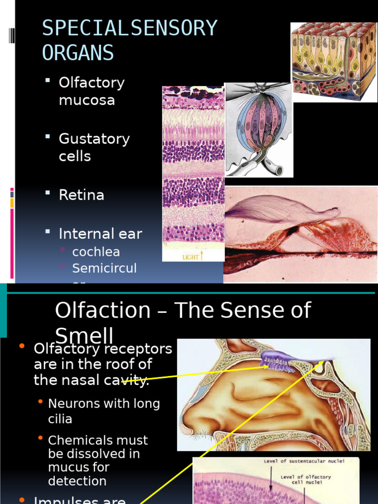 UNIT 11. Histology of Special Sensory | PDF | Cornea | Retina