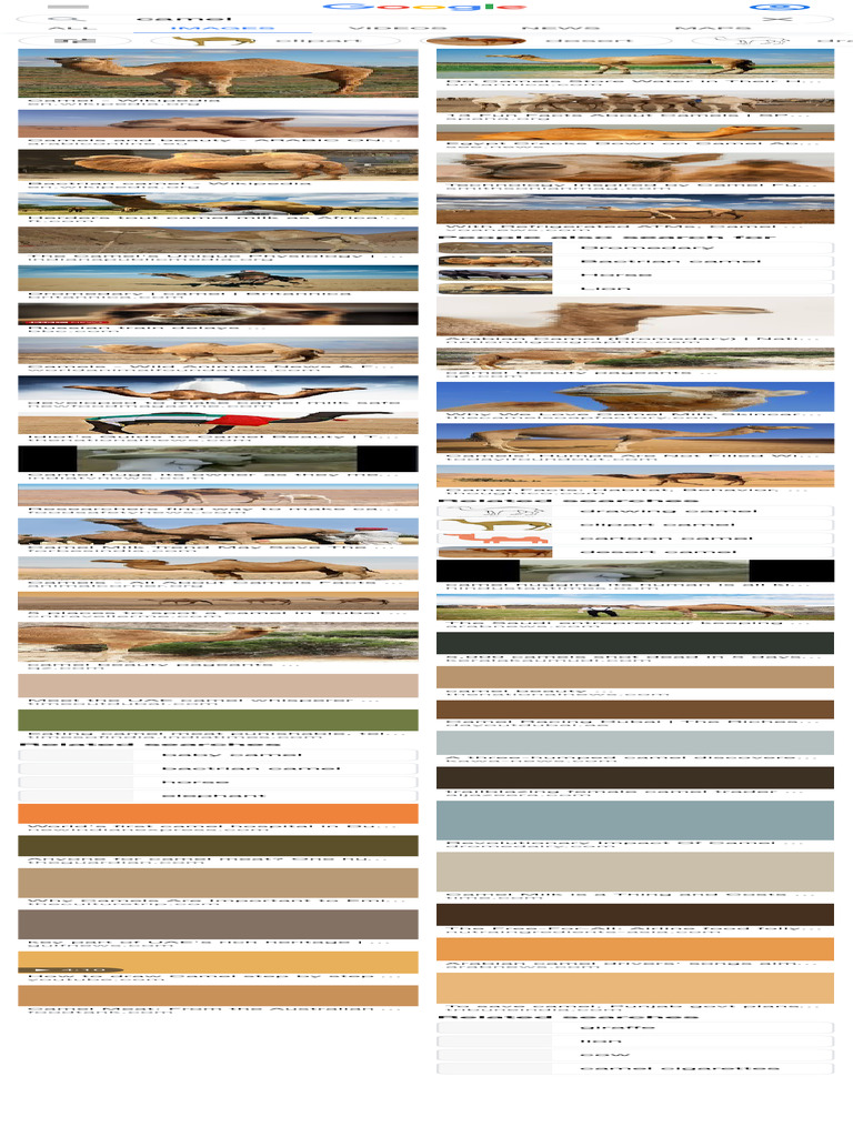 camel - Google Search | PDF | Camel | Domestication