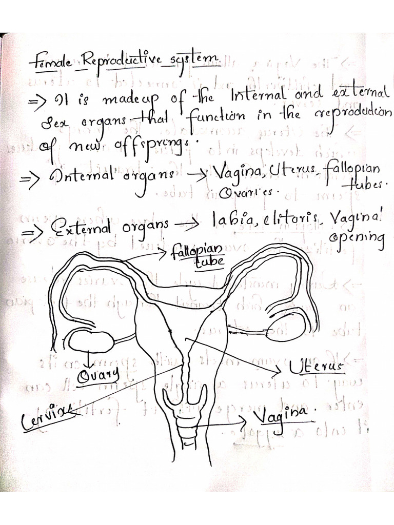 Female Reproductive System | PDF