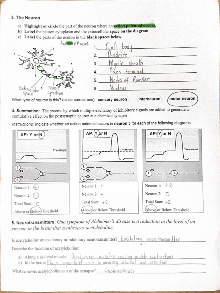 AP Neurons | PDF
