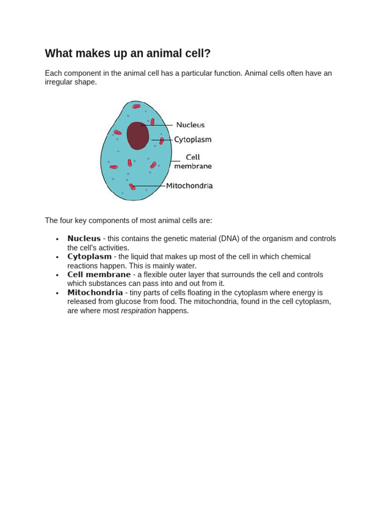 What Makes Up An Animal Cell | PDF