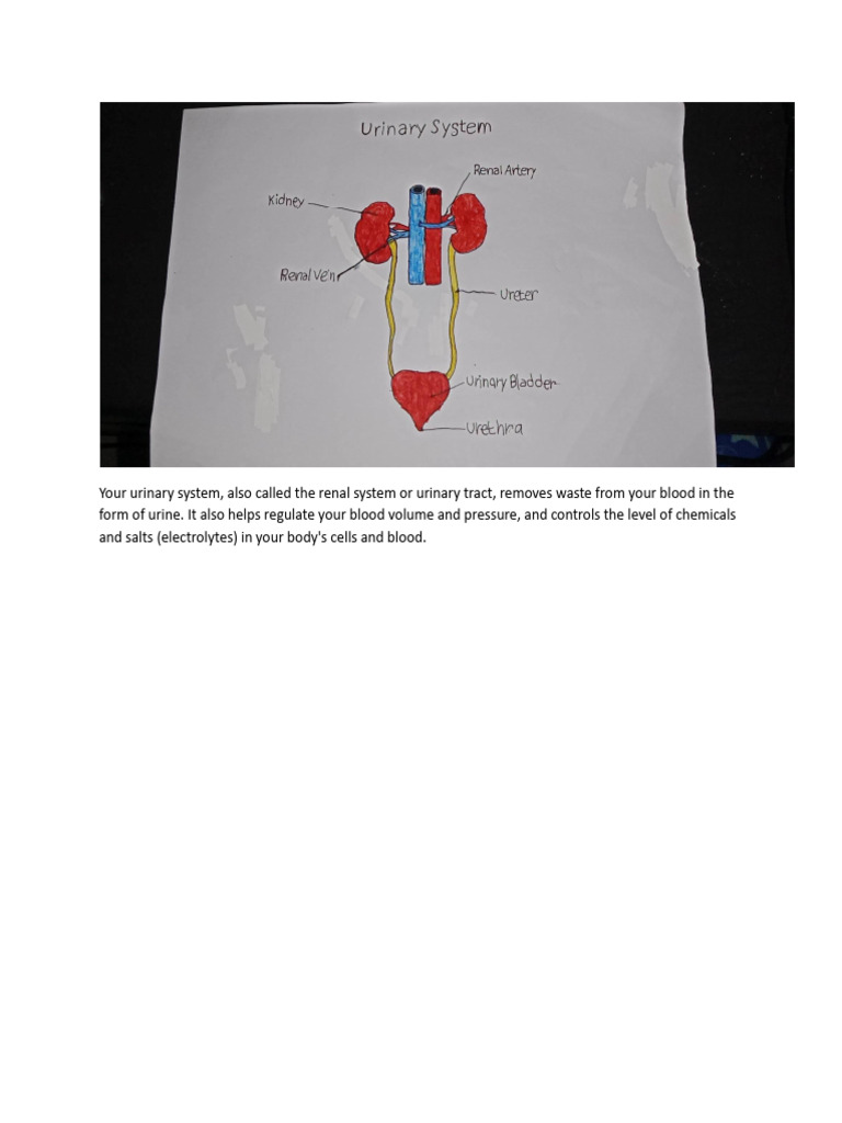 Urinary System | PDF
