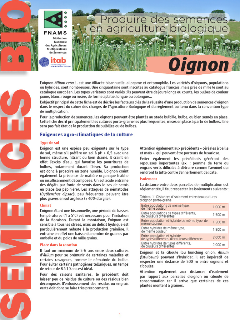 Production de semences d'oignon bio | PDF | Maïs | Oignon