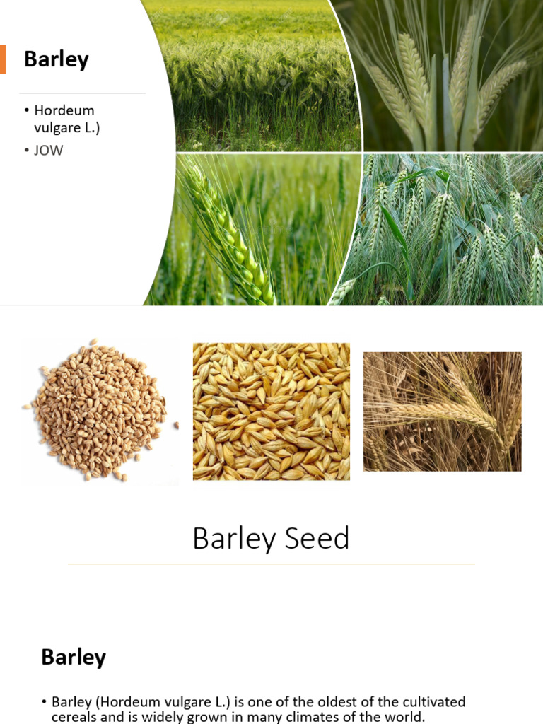 Fodder and Forage Crops of Pakistan.2 | PDF | Barley | Maize