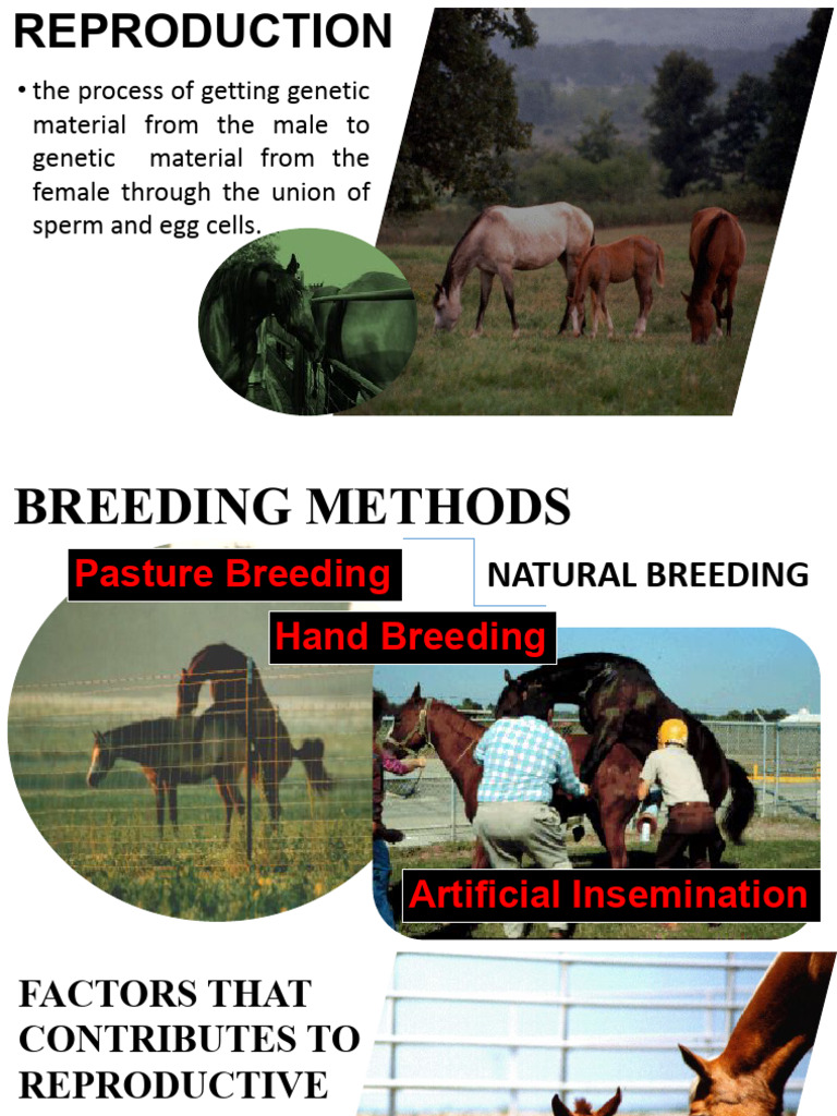 Horse Reproduction | PDF | Menstrual Cycle | Horse Breeding