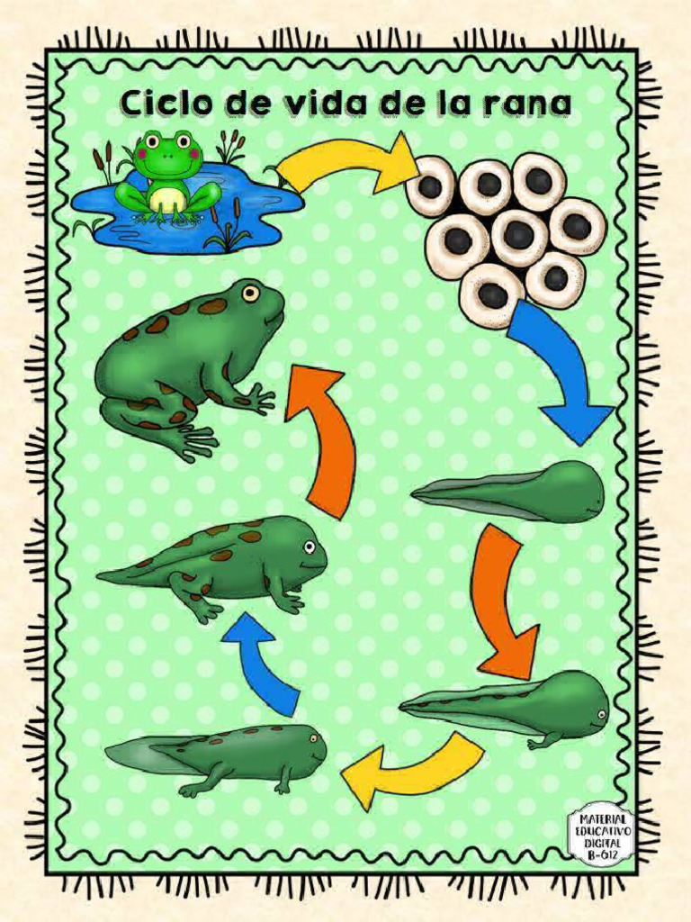 Ciclo de Vida Rana Parte 2 Por Materiales Educativos Maestras | PDF