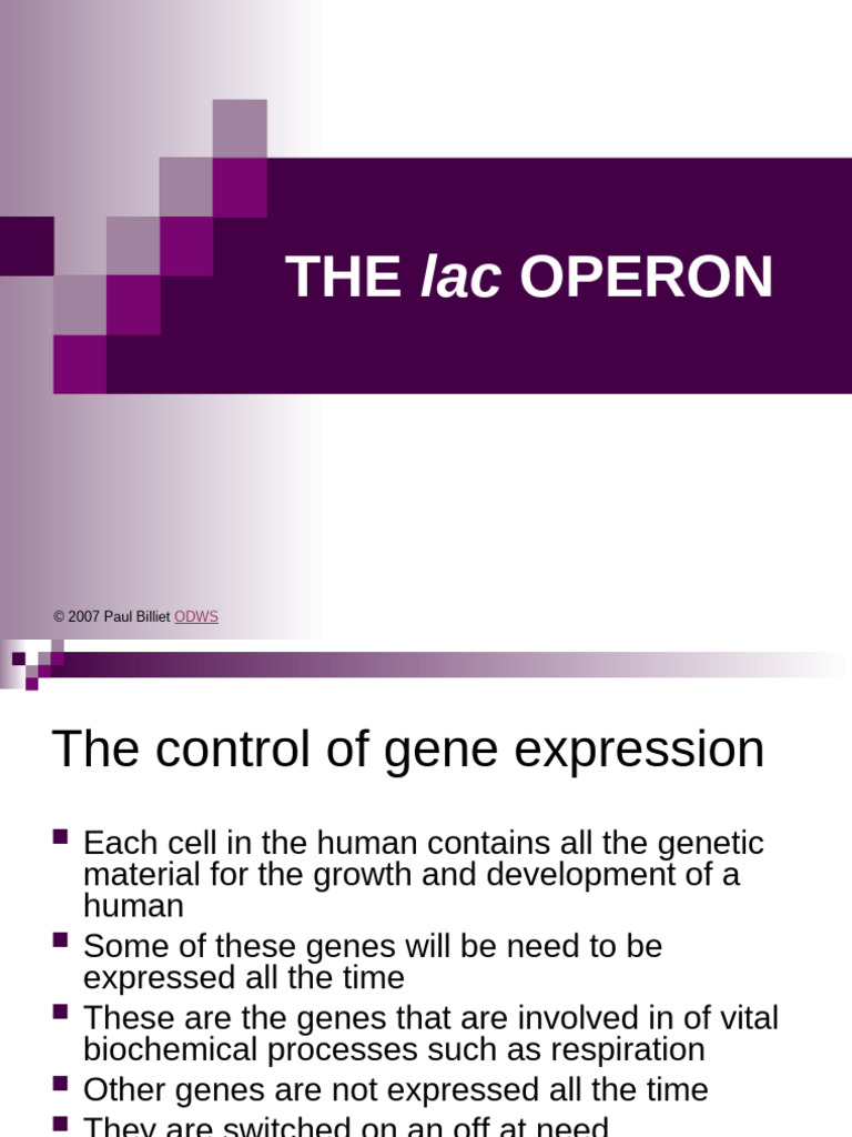 Lac Operon | PDF | Operon | Repressor