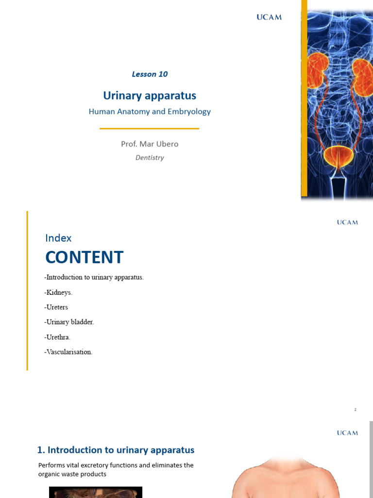 Lesson 10_Urinary apparatus-2 | PDF | Kidney | Human Body