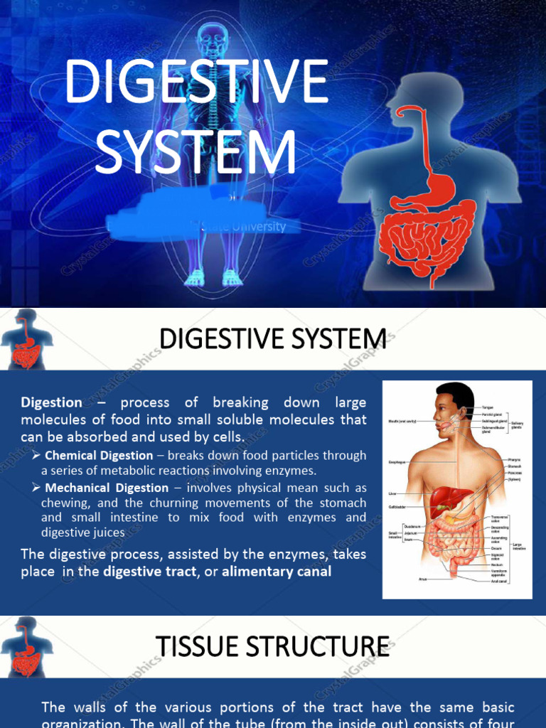 Chapter 10 - Digestive System | PDF | Stomach | Small Intestine