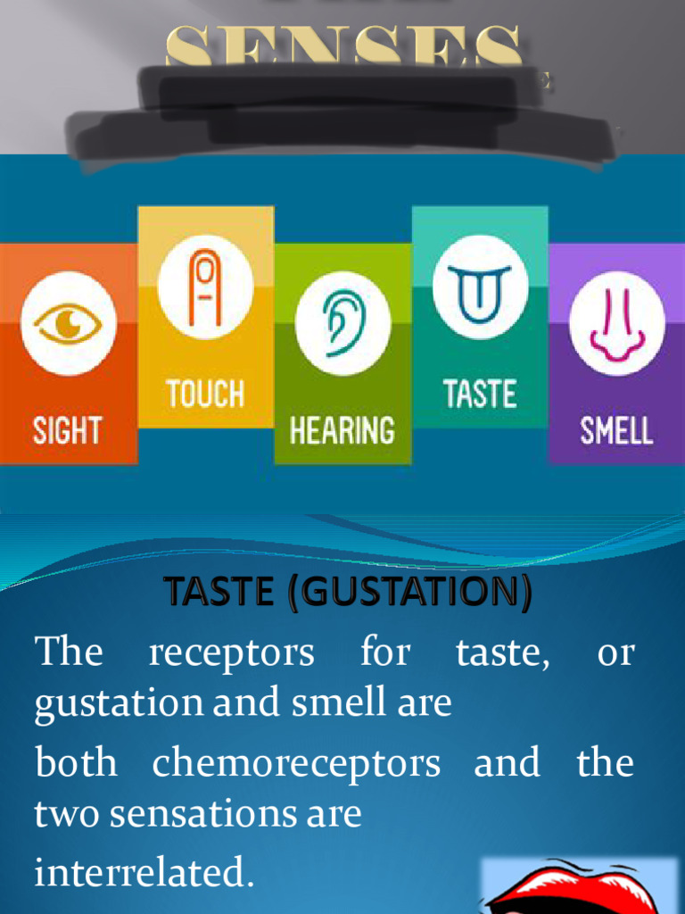 Understanding Taste and Hearing Mechanisms | PDF | Ear | Human Anatomy