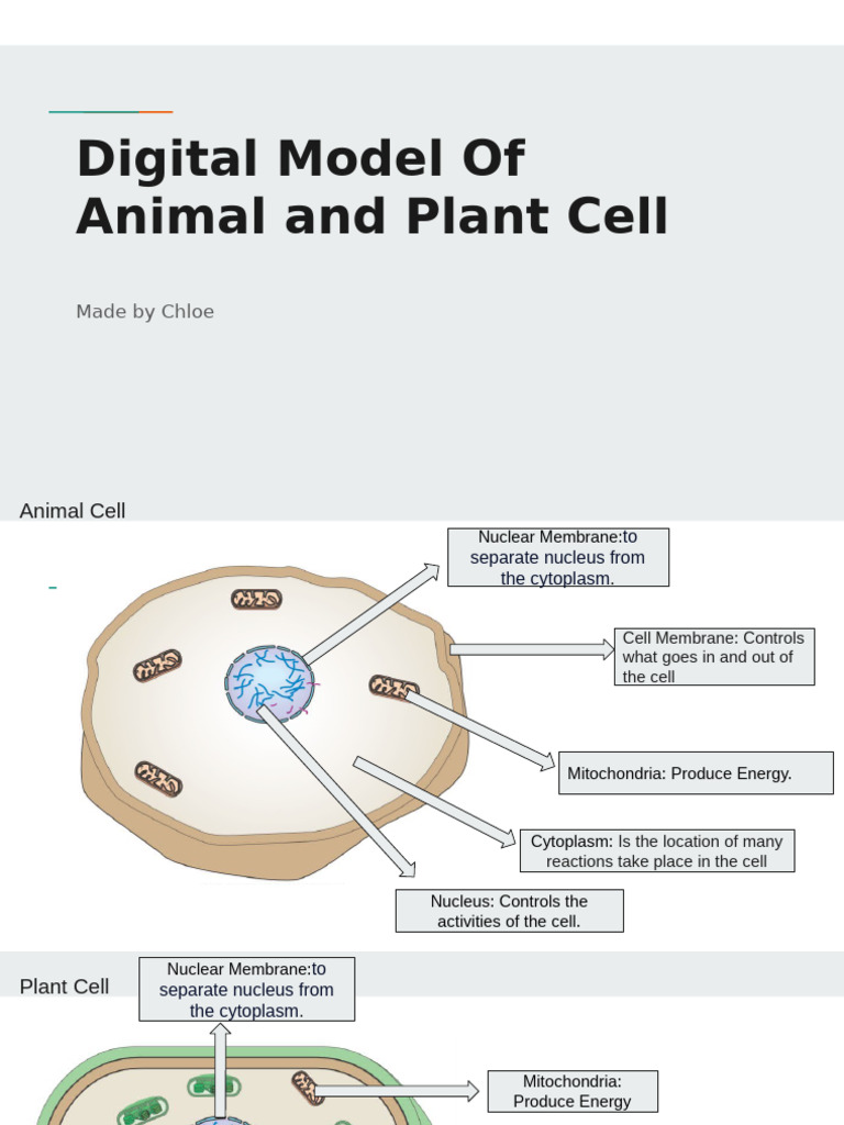 Digital Model of Animal and Plant Cell | PDF
