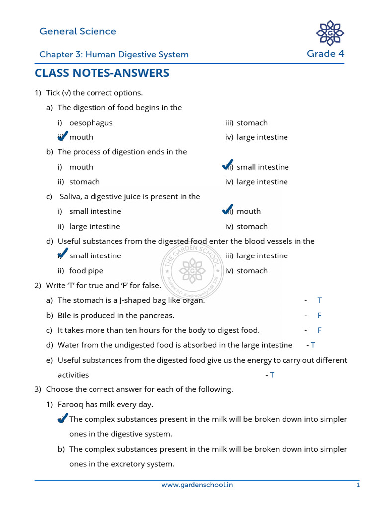 Grade 4 Human Digestive System Notes | PDF | Digestion | Small Intestine