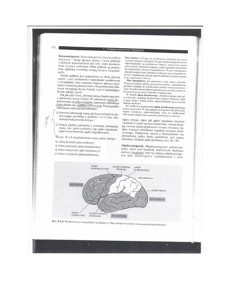 Anatomia Mózgu 2 | PDF