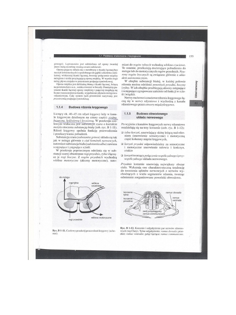 Anatomia Mózgu 5 | PDF