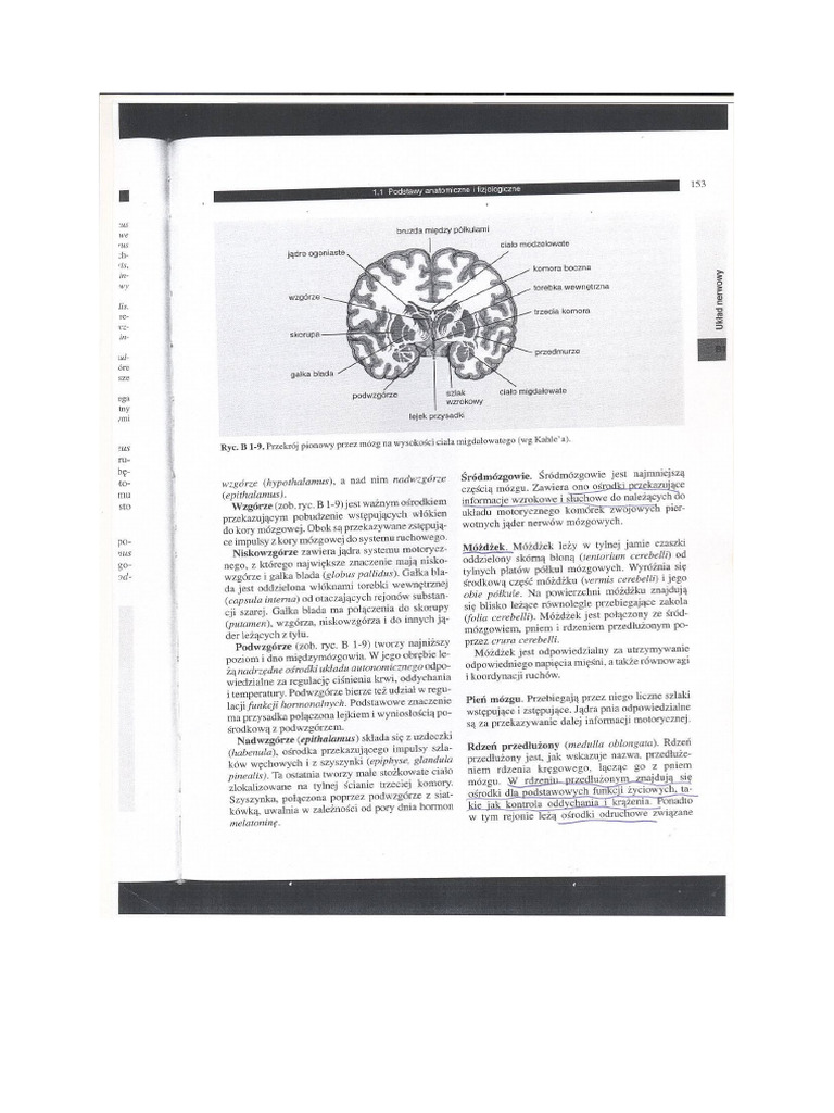 Anatomia Mózgu 3 | PDF