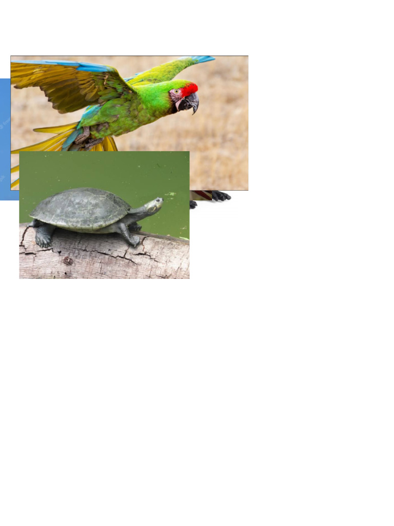 Julian Cortez Sánchez, Reportaje A Salvo | PDF