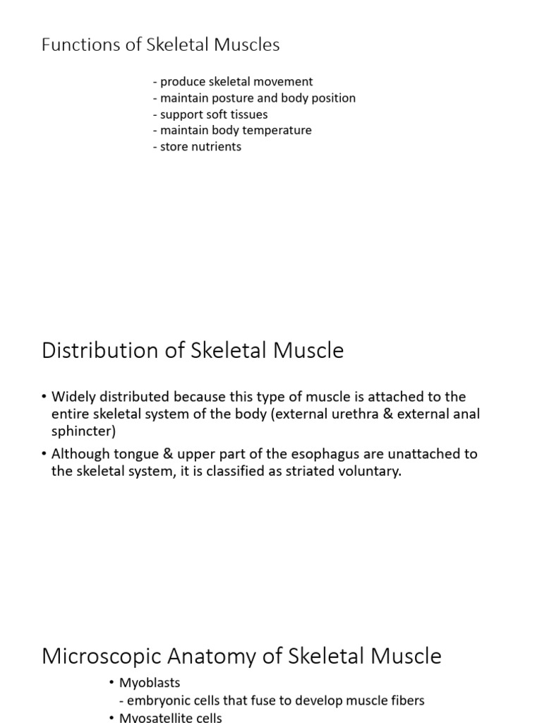 Part 2 of Muscle Tissue Lecture | PDF | Muscle | Cardiac Muscle