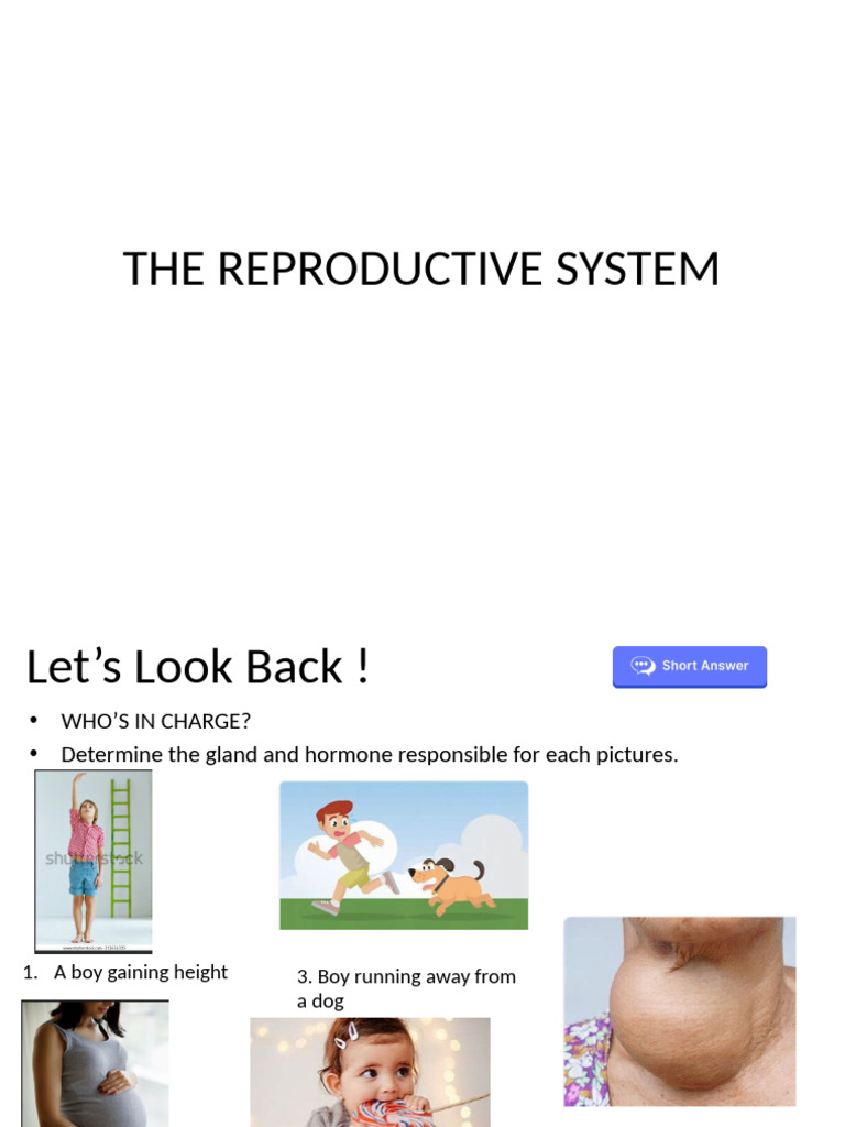 Reproductive System PPT Use 2024 | PDF | Menstrual Cycle | Reproductive ...