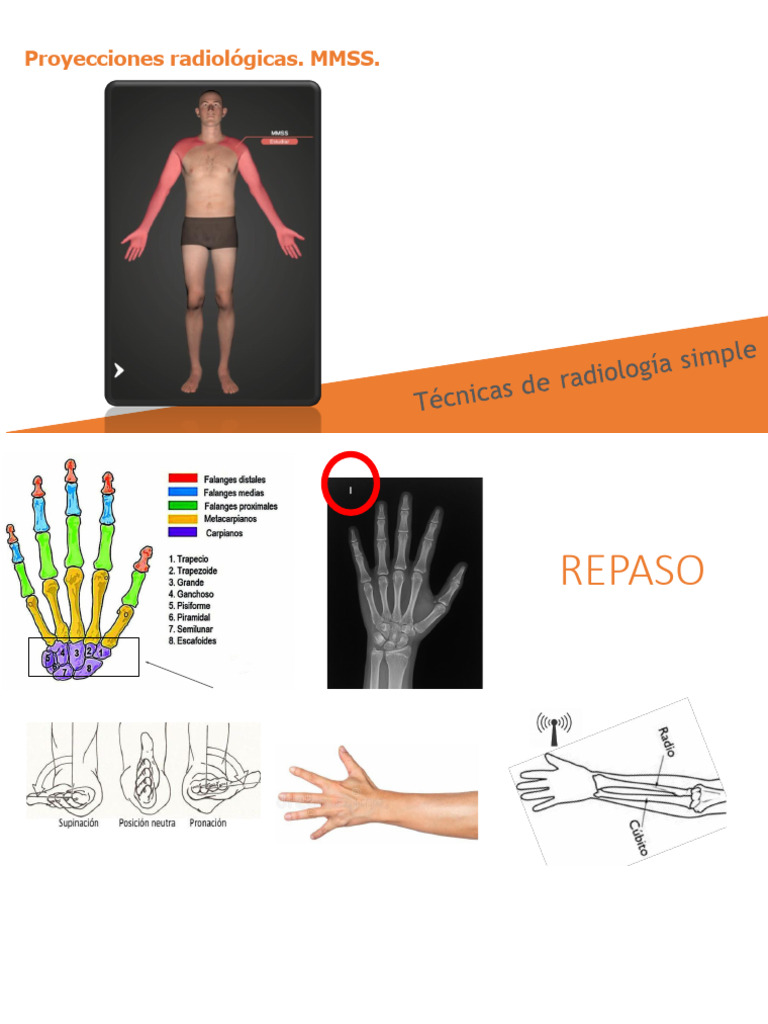 Proyecciones Radiológicas de La Extremidad Superior y Cintura Escapular ...