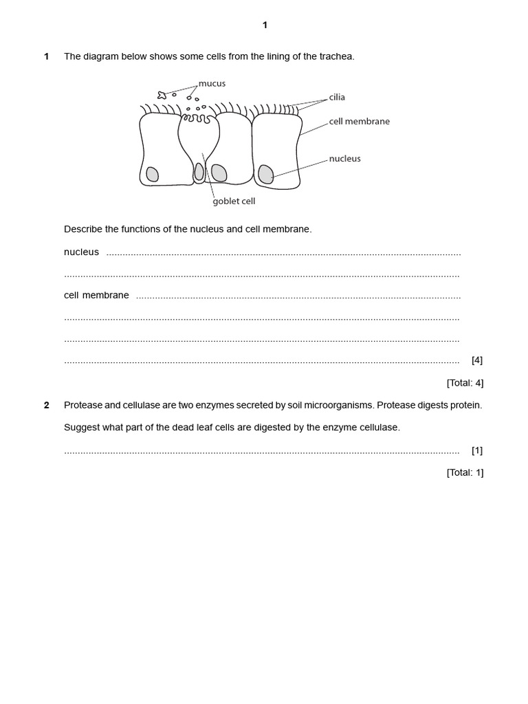 Cell and Cell Structure Questions | PDF | Cell (Biology) | Bacteria