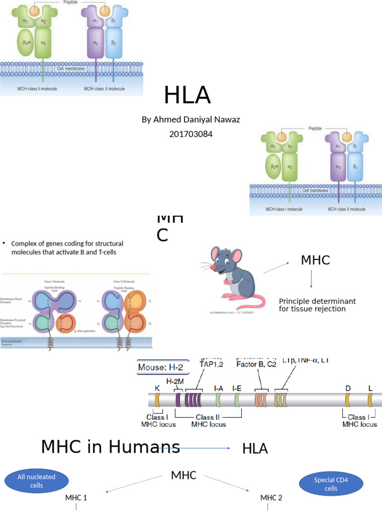 Hla | PDF | Human Leukocyte Antigen | Major Histocompatibility Complex
