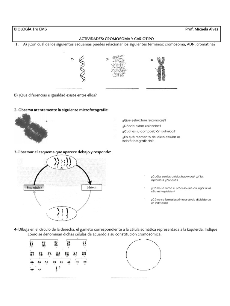 Actividades de Cromosomas y Cariotipo | PDF
