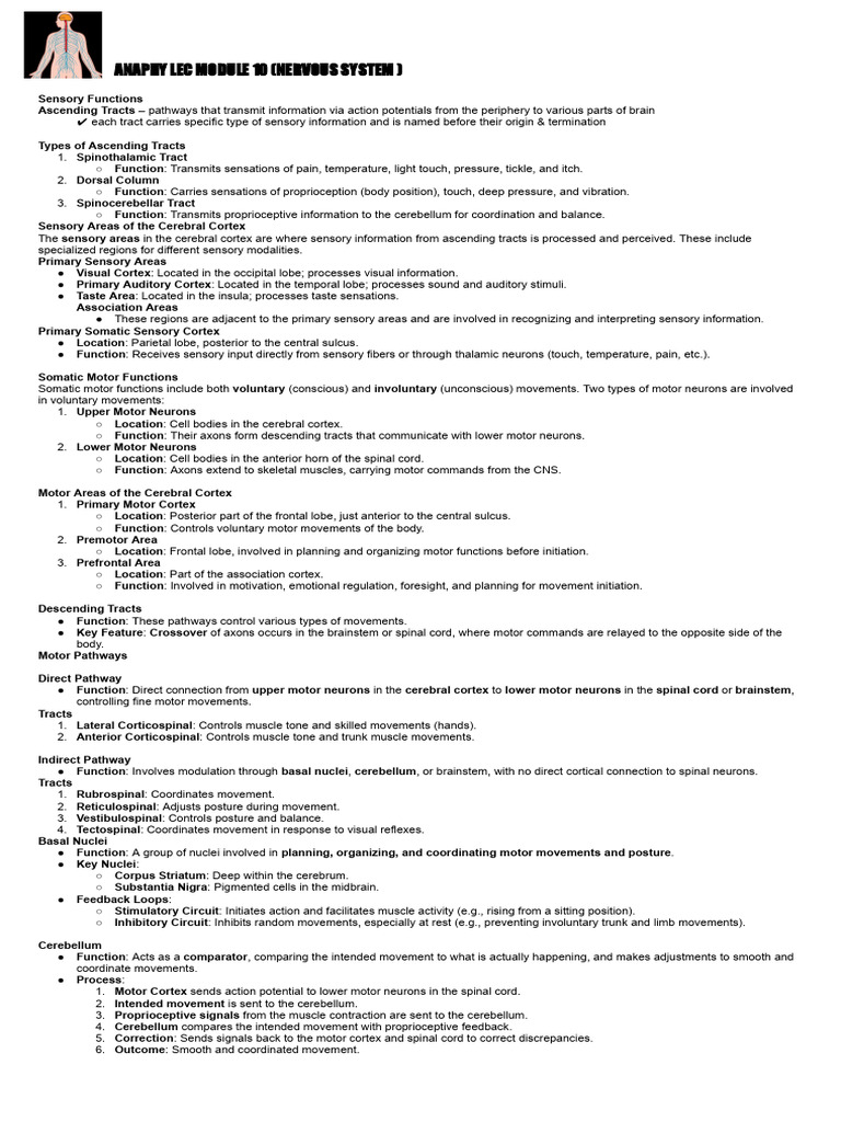 Anaphy Lec Module 10 (Nervous System) | PDF | Autonomic Nervous System ...