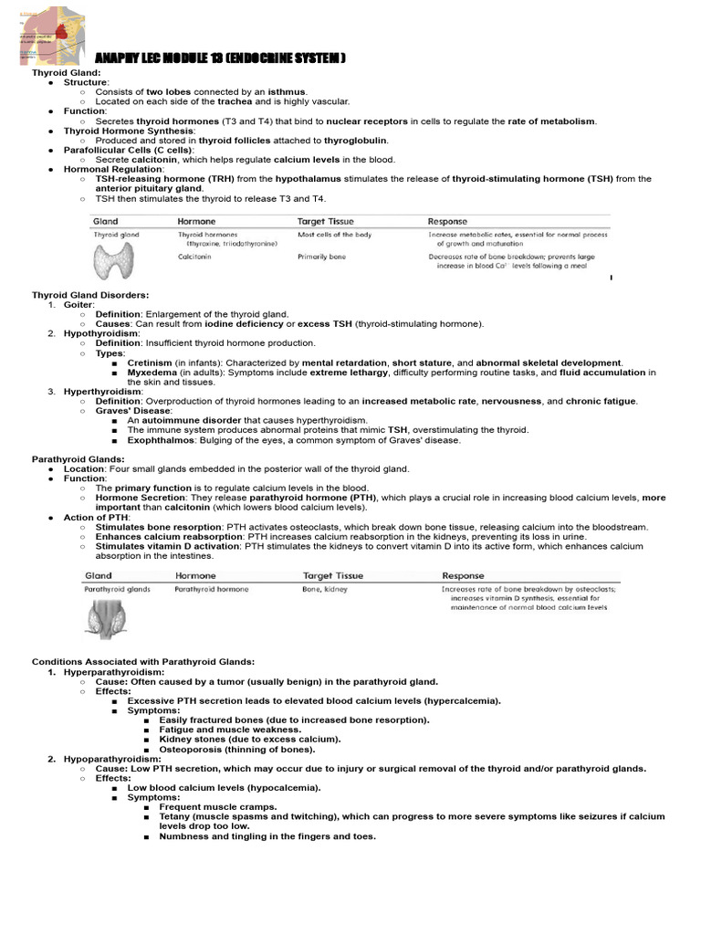 Endocrine System Overview and Disorders | PDF | Thyroid | Thyroid ...