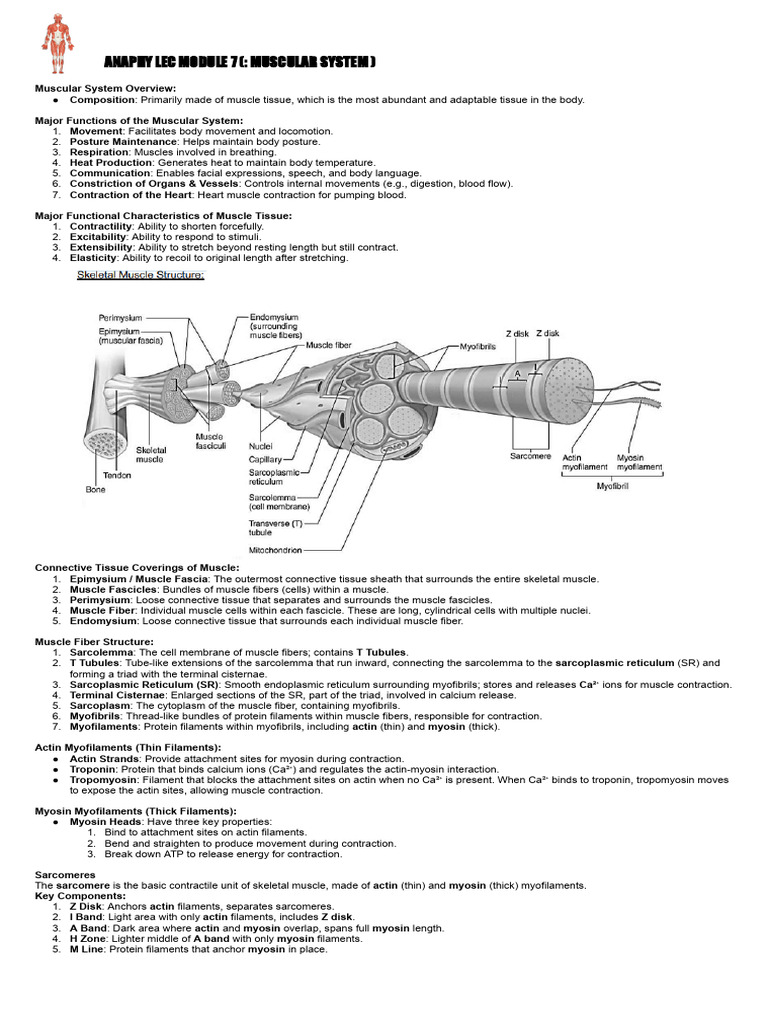 Anaphy Lec Module 7 (Muscular System ) | PDF | Muscle Contraction | Neuromuscular Junction