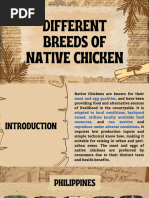 Different Types of Philippine Native Chicken | PDF | Chicken | Agriculture