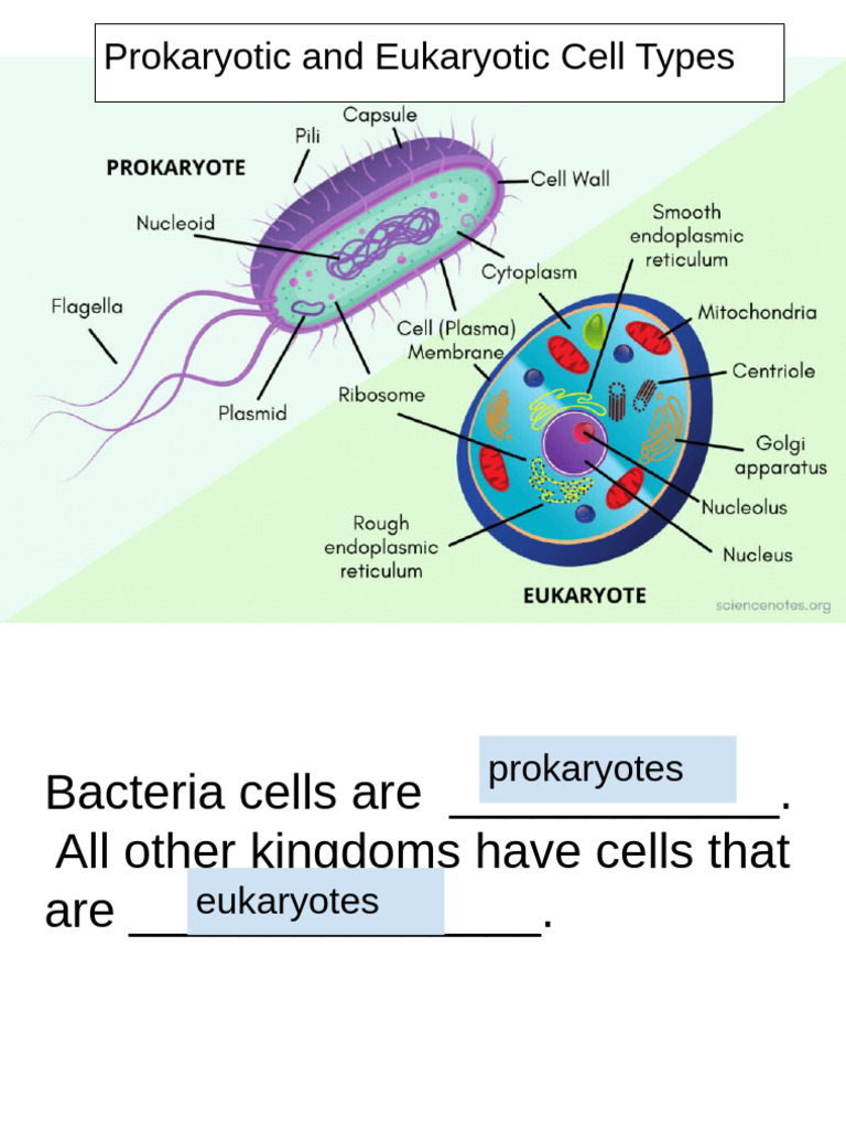 3-Types of Cells | PDF | Prokaryote | Eukaryotes