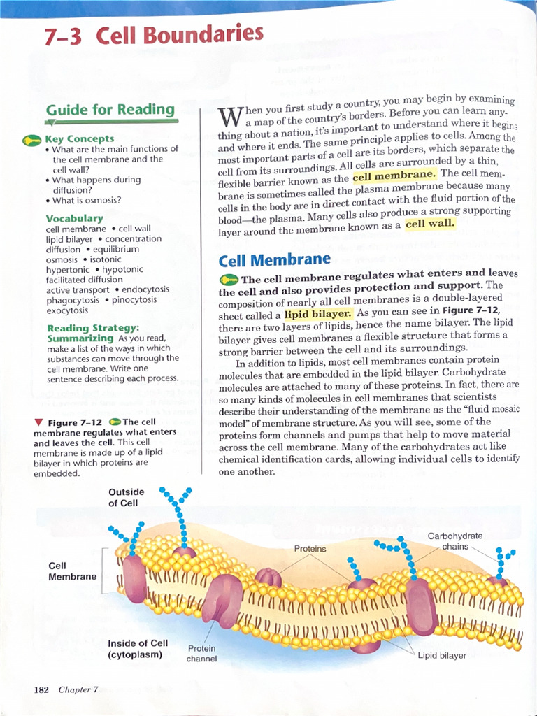 7-3 Cell Boundaries | PDF
