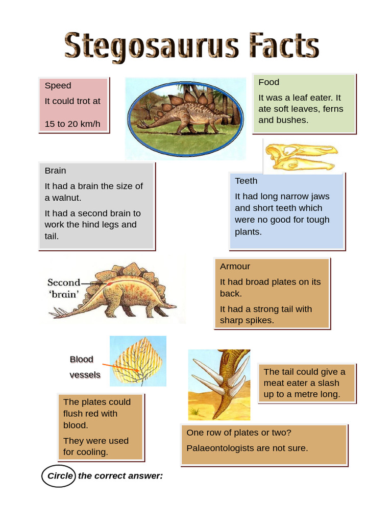 Stegosaurus Reading Comprehension Exercises 2379 | PDF