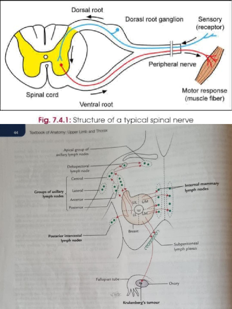 Shaileash's Upper Anat | PDF