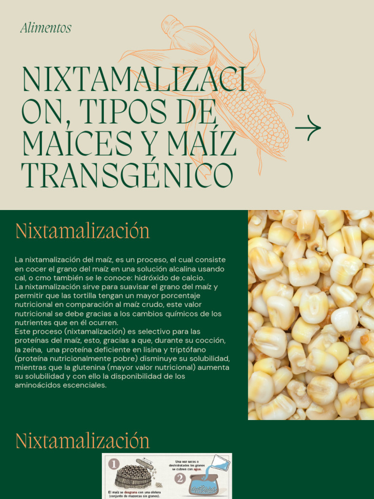 Nixtamalizacion, Tipos de Maices y Maíz Transgénico | PDF | Organismo genéticamente modificado ...