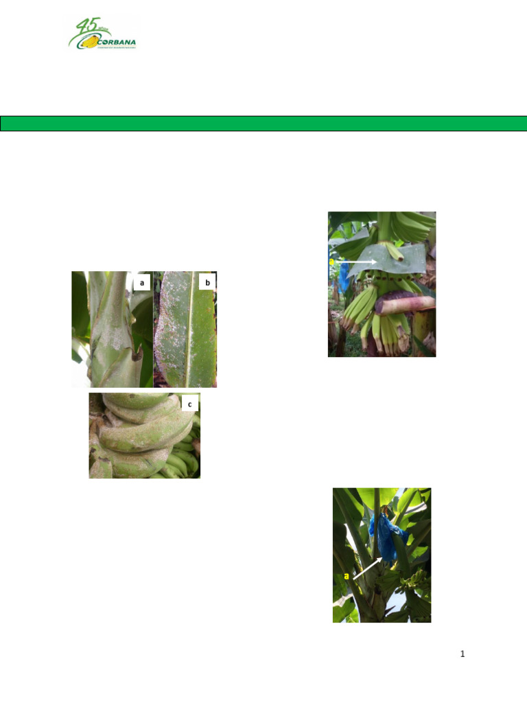 Manejo de la Escama del Banano | PDF | Plaga (organismo)